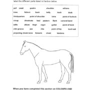 Activity Book 3 - Equine Working Notebooks